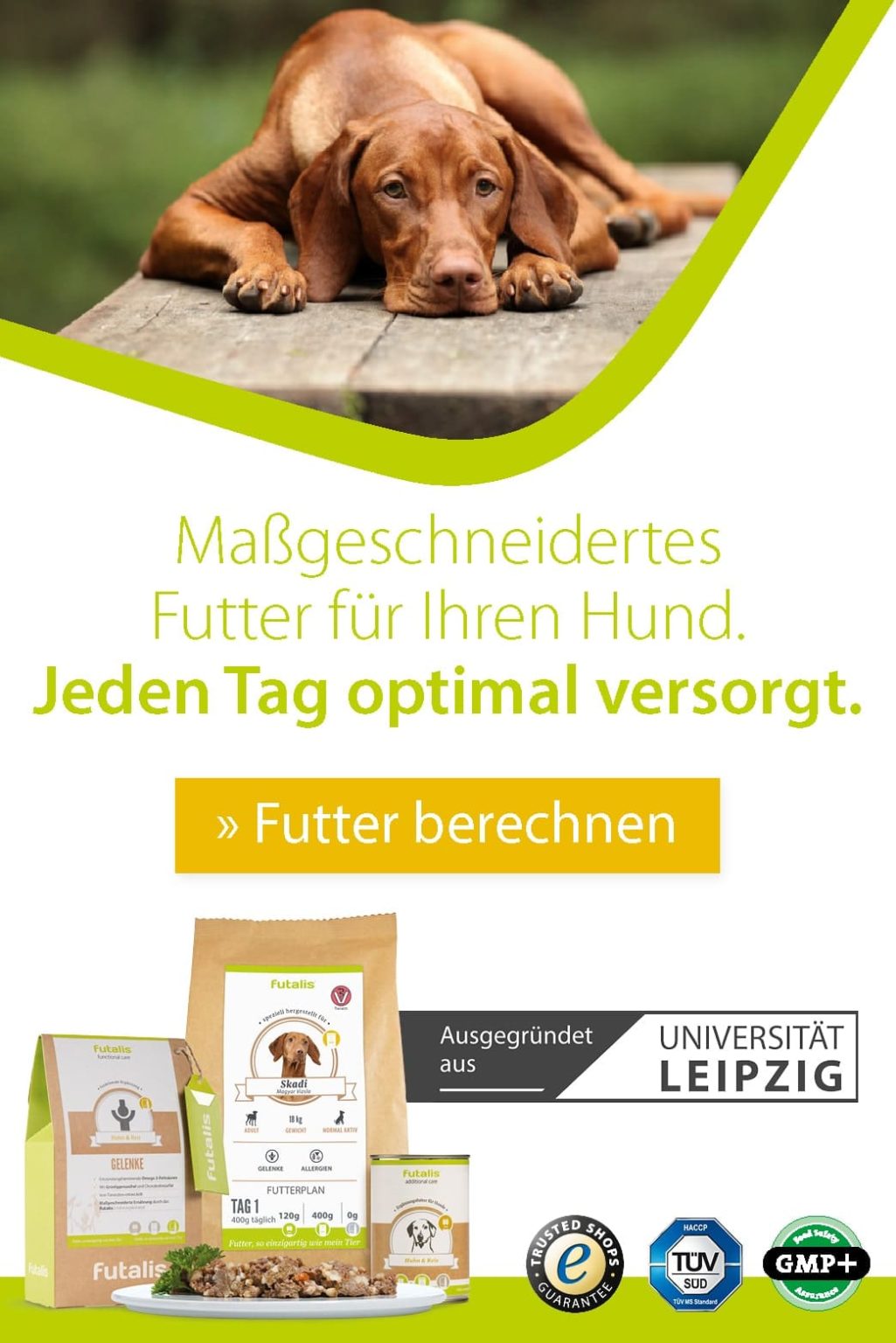 Leishmaniose beim Hund: Symptome, Behandlung & alle wichtigen Infos