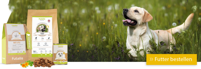 Labrador Futter trocken & nass zusammenstellen » futalis.de